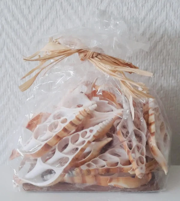 Shells red eluthani skeleton natural - Lino's webshop